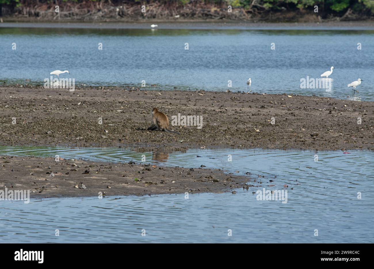 the macaque monkeys catching Sand bubbler crabs by mangrove beach Stock ...