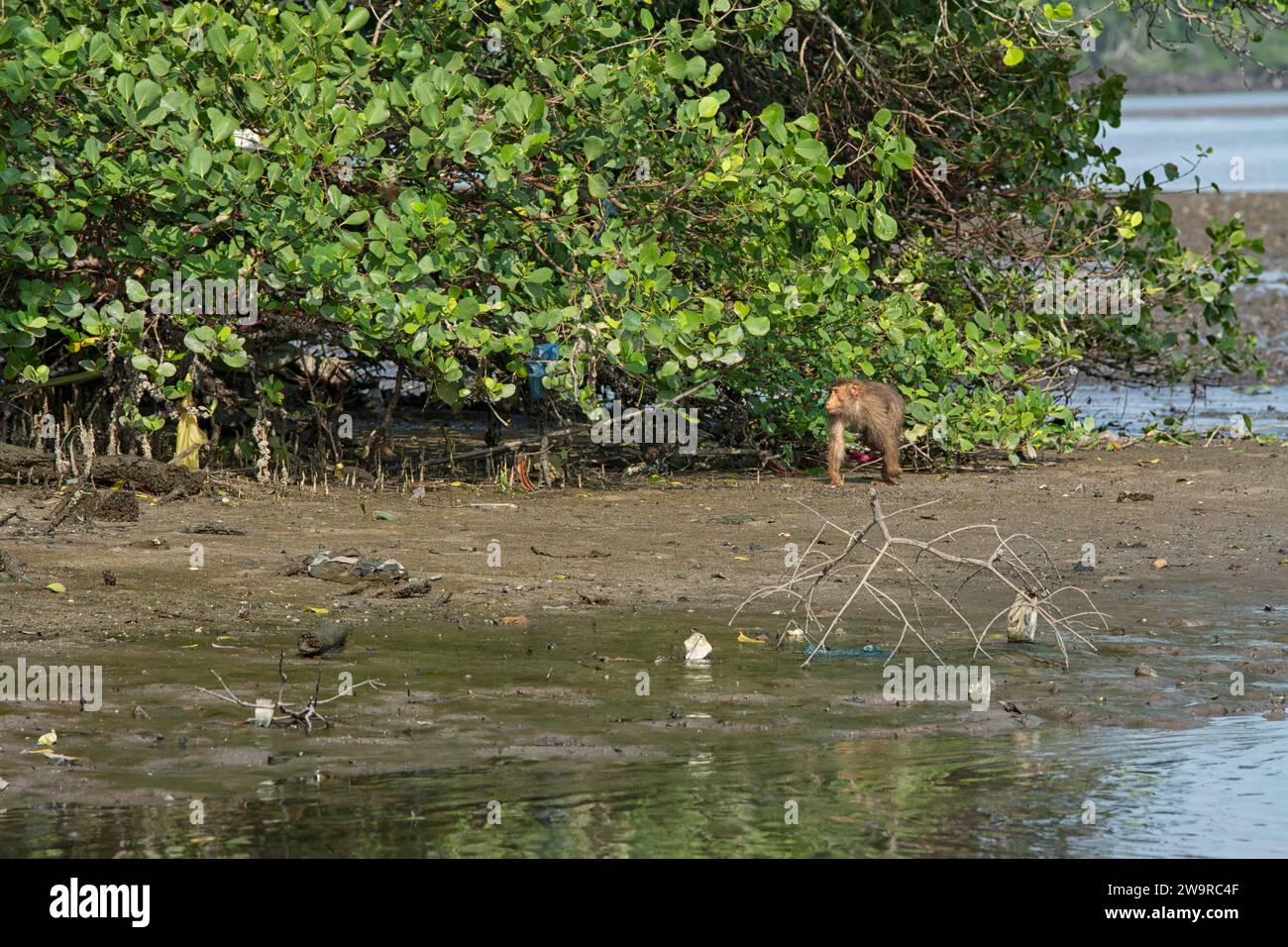 the macaque monkeys catching Sand bubbler crabs by mangrove beach Stock ...