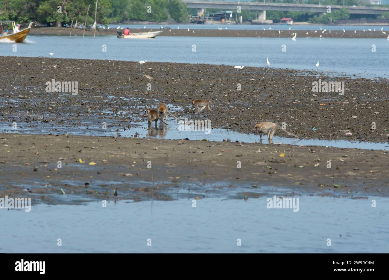 the macaque monkeys catching Sand bubbler crabs by mangrove beach Stock ...