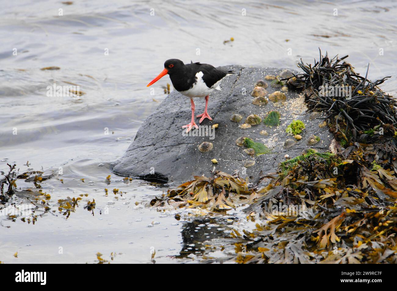 Sound catcher hi-res stock photography and images - Alamy