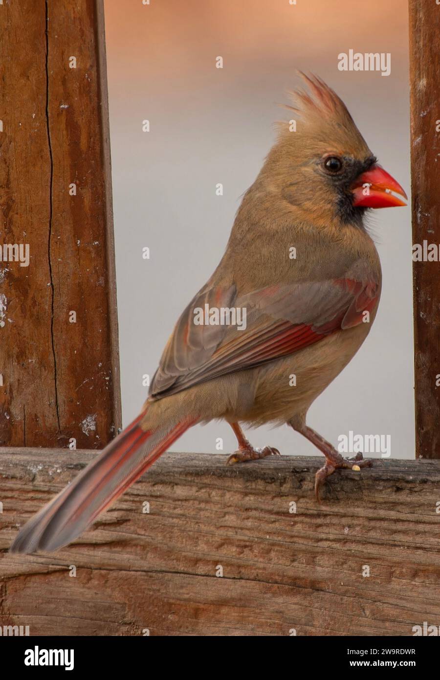 A Northern Cardinal on the backyard deck Stock Photo - Alamy
