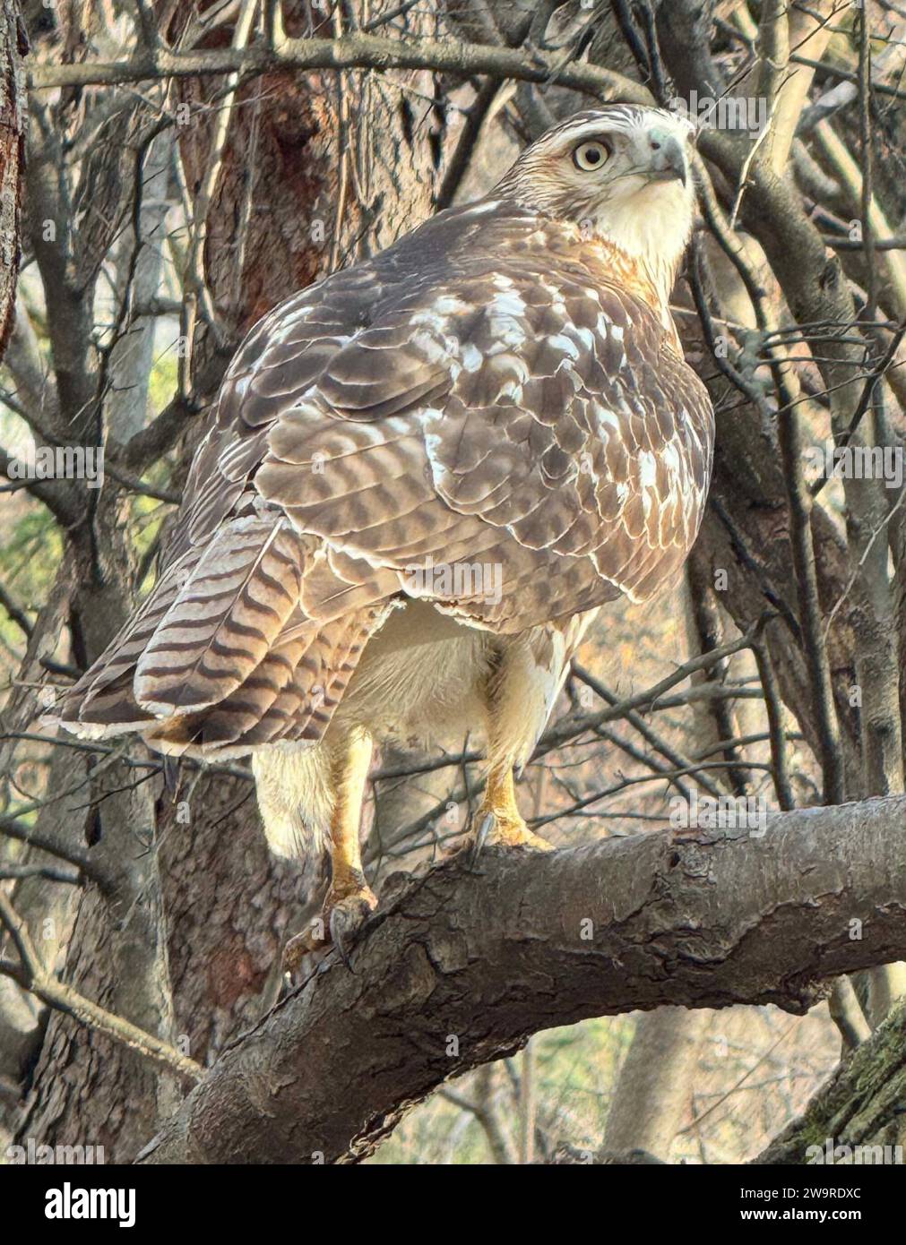 December 29, 2023, New York, New York, USA: A red-tailed hawk seen in ...