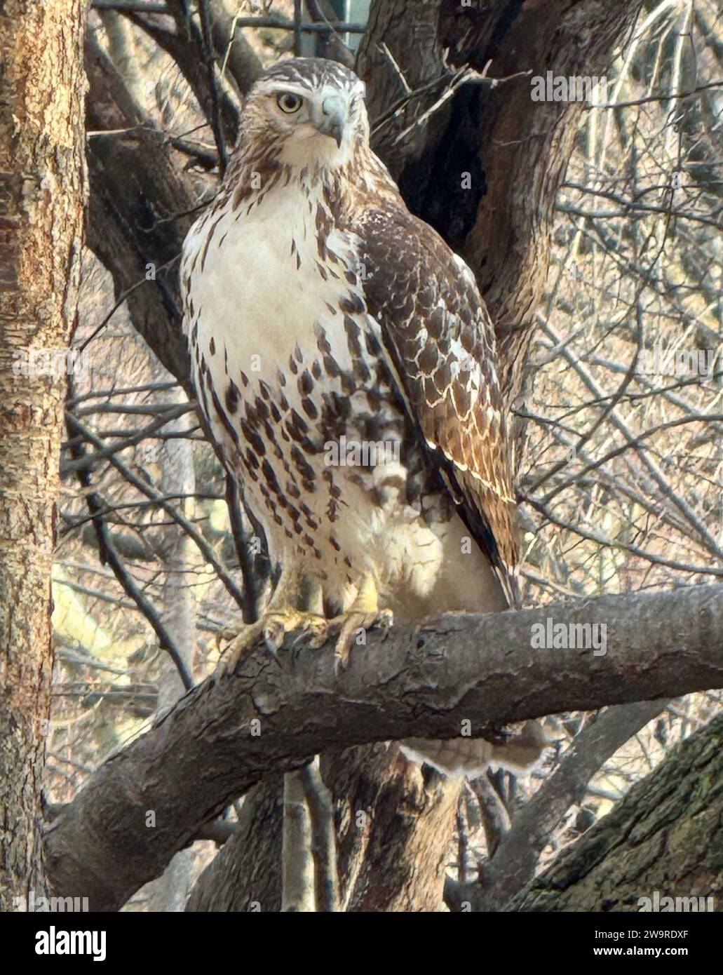 December 29, 2023, New York, New York, USA: A red-tailed hawk seen in ...