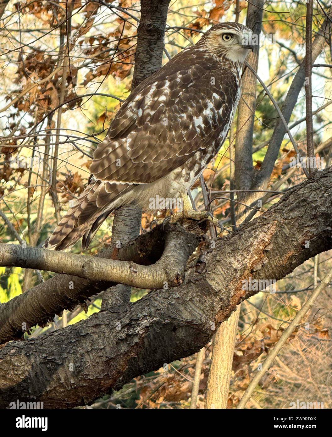 December 29, 2023, New York, New York, USA: A red-tailed hawk seen in ...