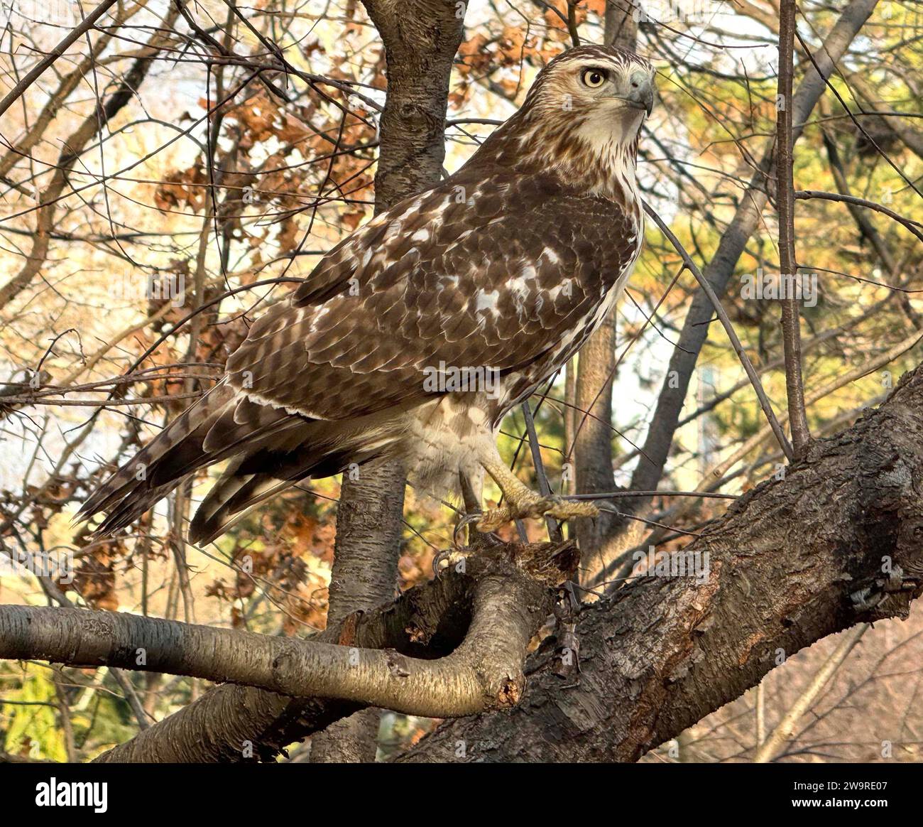 December 29, 2023, New York, New York, USA: A red-tailed hawk seen in ...