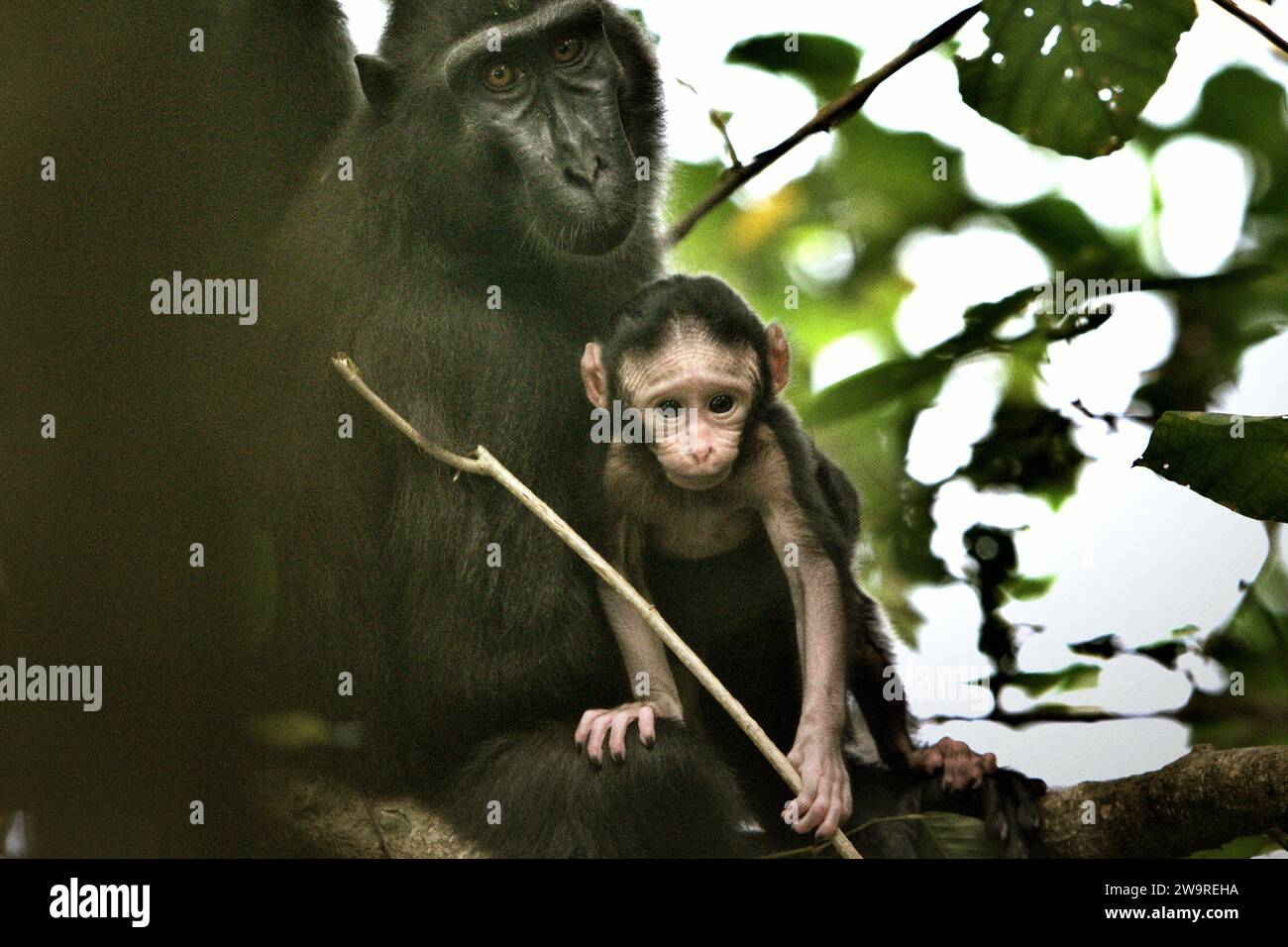 Primate reproductive health hi-res stock photography and images - Alamy