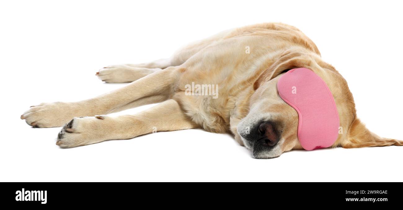 Cute Labrador Retriever with pink sleep mask resting on white ...