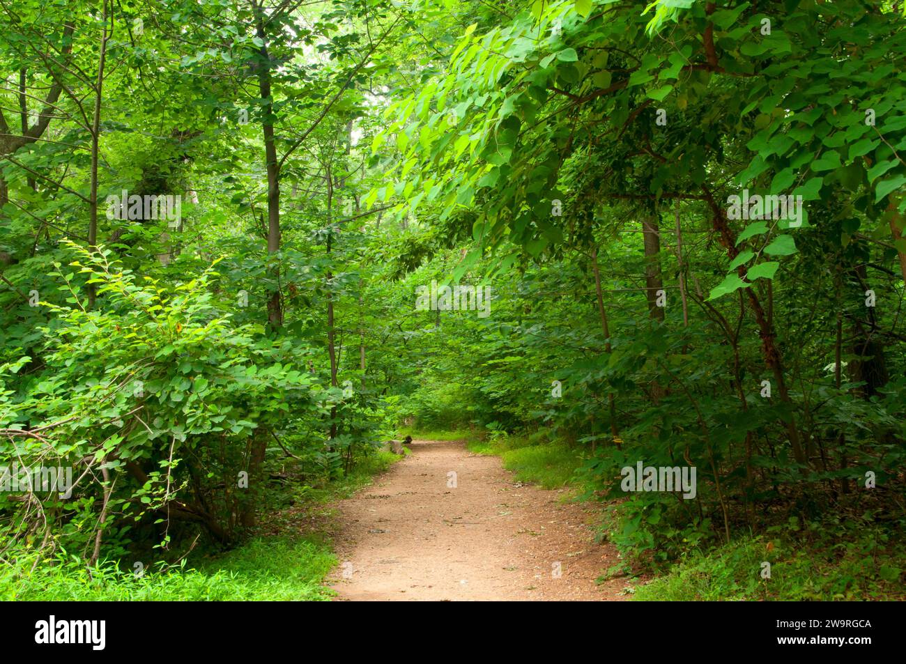 Forest trail, Theodore Roosevelt National Memorial, District of ...