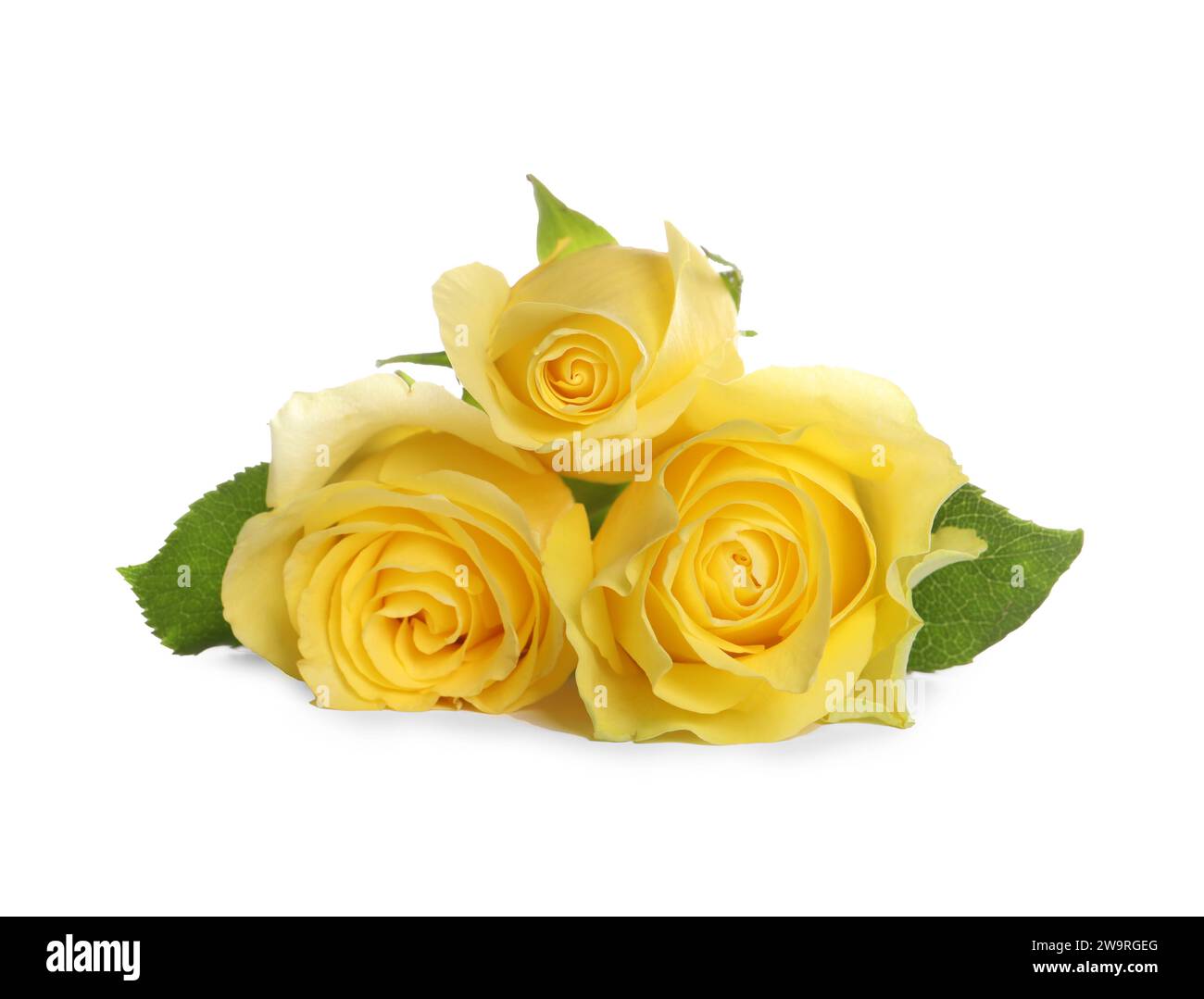 Beautiful fresh yellow roses with leaves isolated on white Stock Photo ...