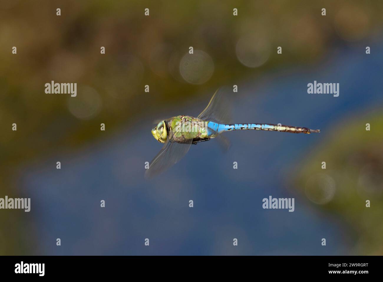 Common Green Darner (Anax junius), Ala Kahakai National Historic Trail ...