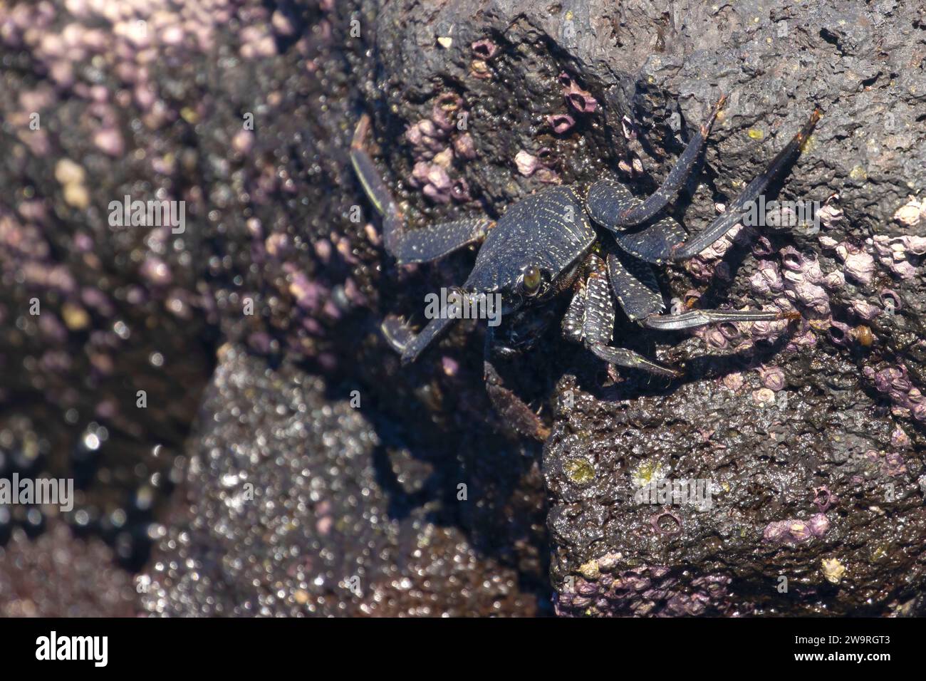 Thin-shelled rock crab (Grapsus tenuicrustatus), Ala Kahakai National ...