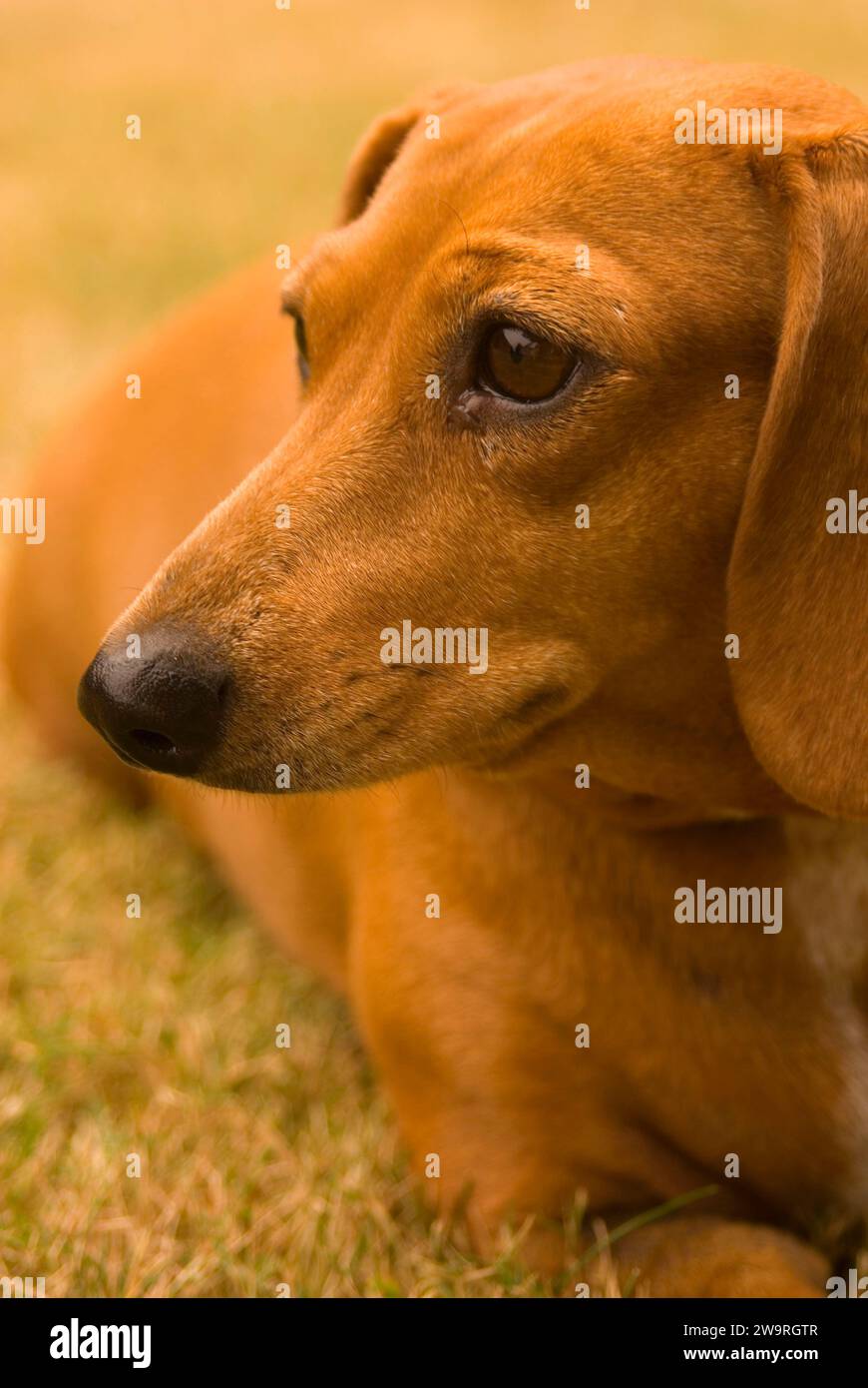 Dachshund face hi-res stock photography and images - Alamy