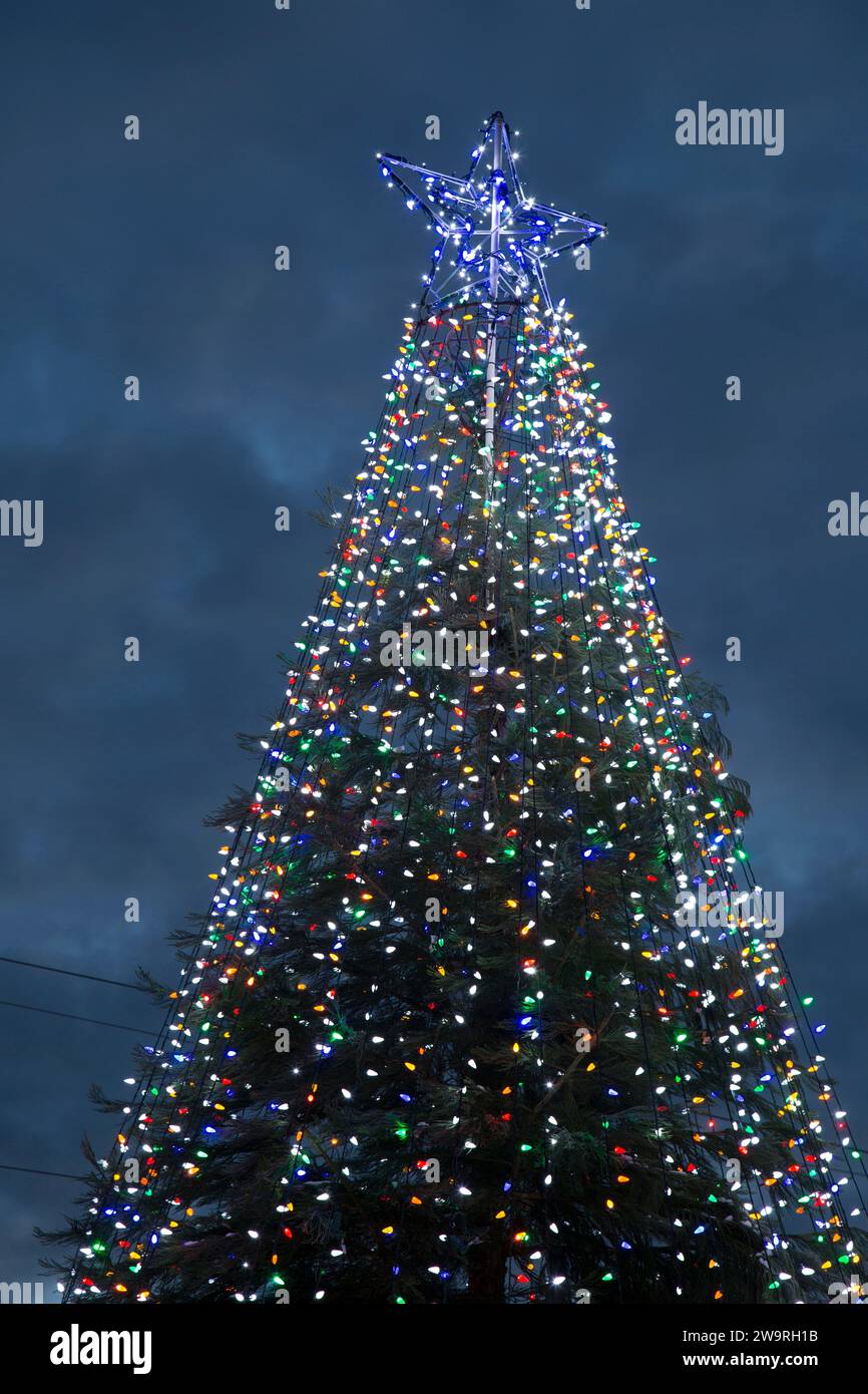 Christmas lights on town tree, Ridgefield, Washington Stock Photo - Alamy
