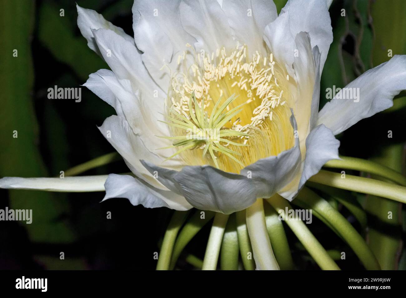 Closeup picture of an elegant white dragon-fruit flower blossoming in ...