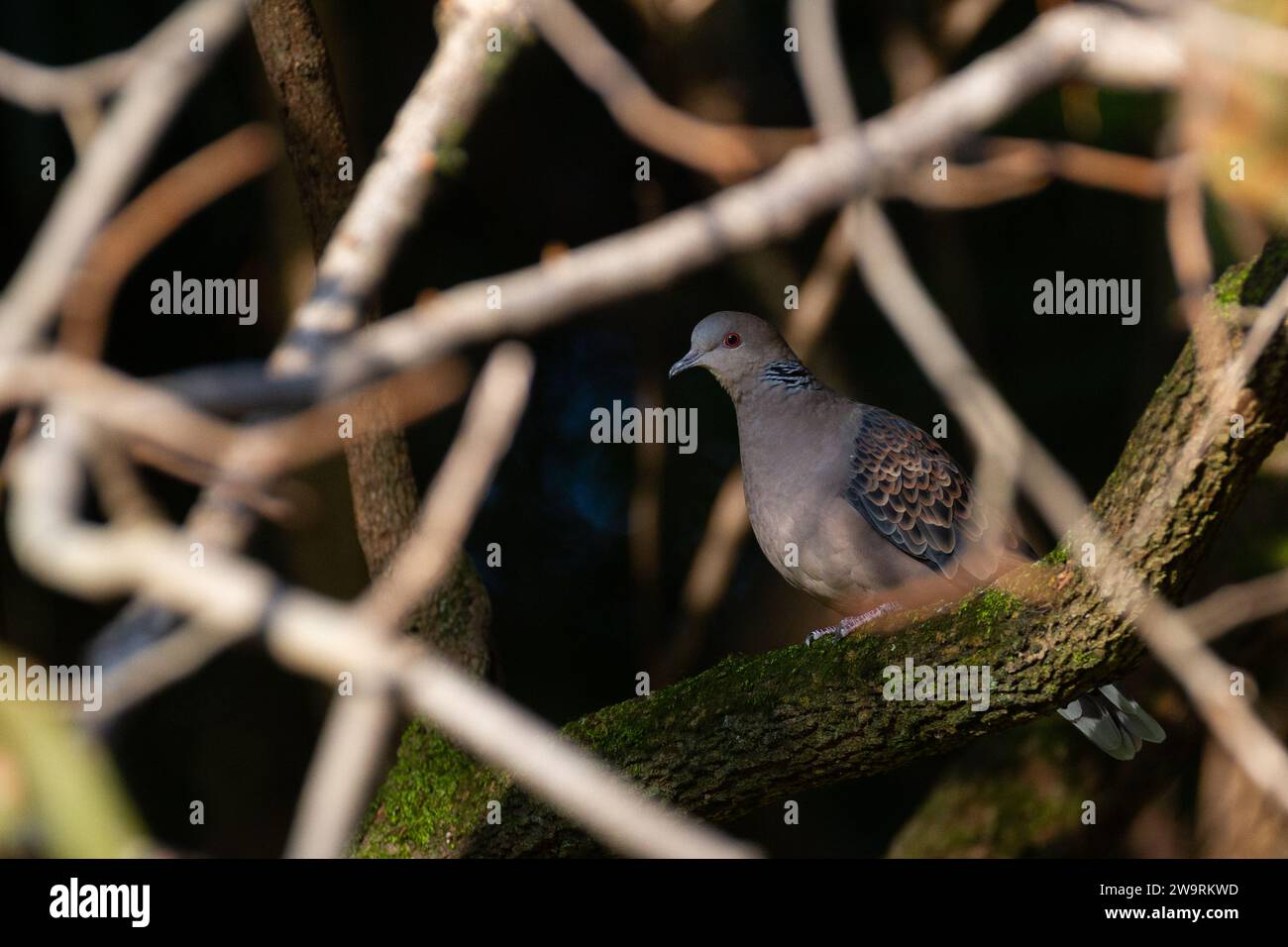 An Oriental turtle dove (Streptopelia orientalis) in a tree in a park ...