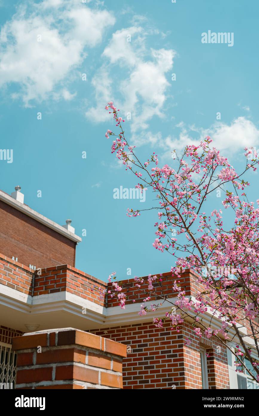 Spring flower and house at Jinhae Gunhangje Festival in Changwon, Korea ...