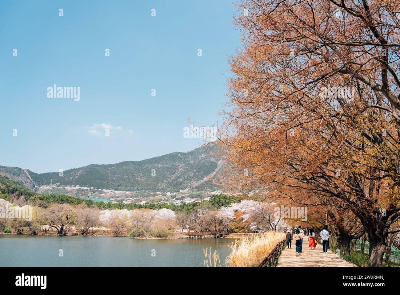 Jinhae NFRDI Environment Eco Park spring cherry blossoms nature scenery ...