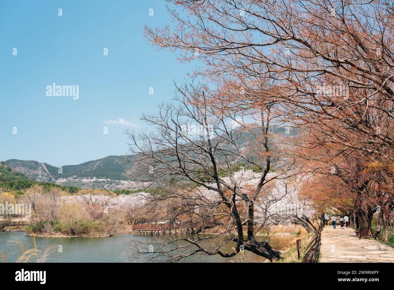 Jinhae NFRDI Environment Eco Park spring cherry blossoms nature scenery ...