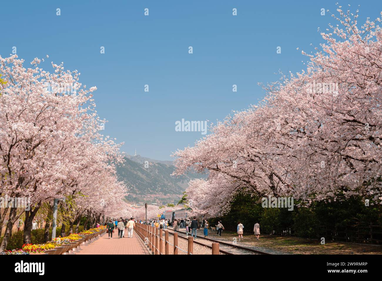 Gyeonghwa Station spring cherry blossoms railroad at Jinhae Gunhangje ...
