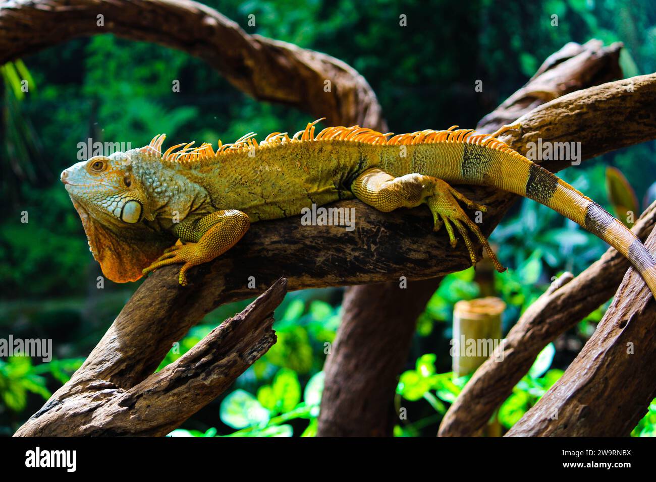 Petanimal hi-res stock photography and images - Alamy