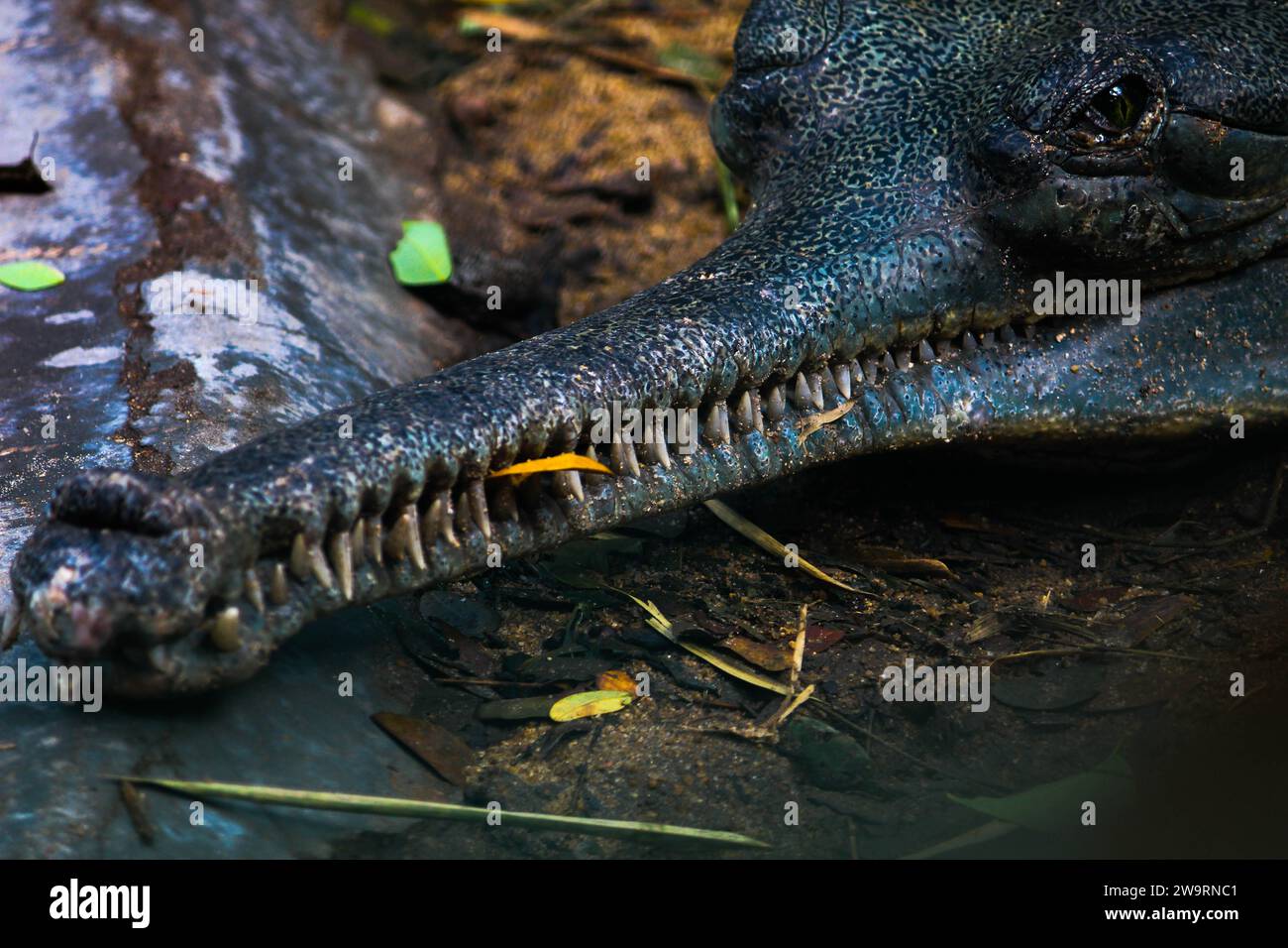 Outdoorphotos hi-res stock photography and images - Alamy