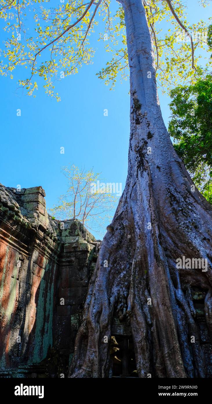 Ta Prohm is a temple in Angkor Archaeological Park near Siem Reap ...