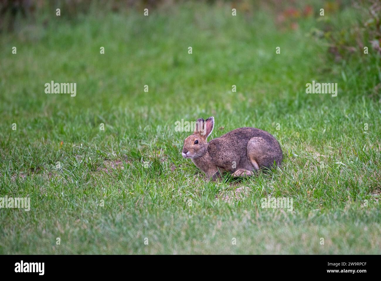 Shoe hare hi-res stock photography and images - Alamy