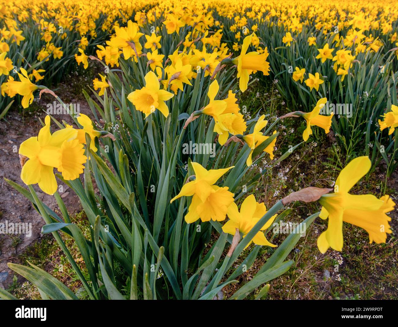A field of yellow daffodils on Vancouver Island,Canada on April 5 Stock ...
