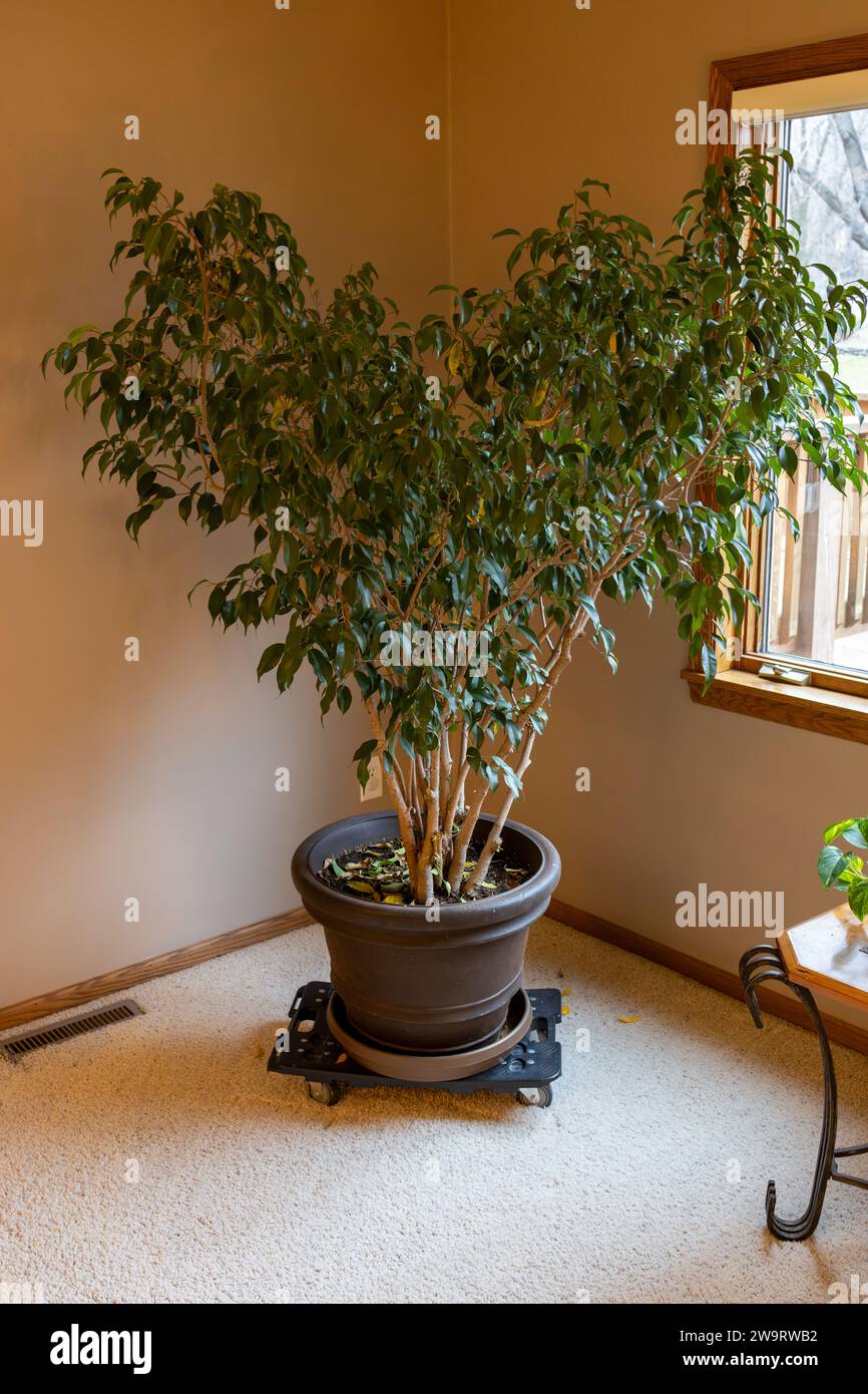 Close up view of a large indoor ficus (fig) tree in the corner of a ...