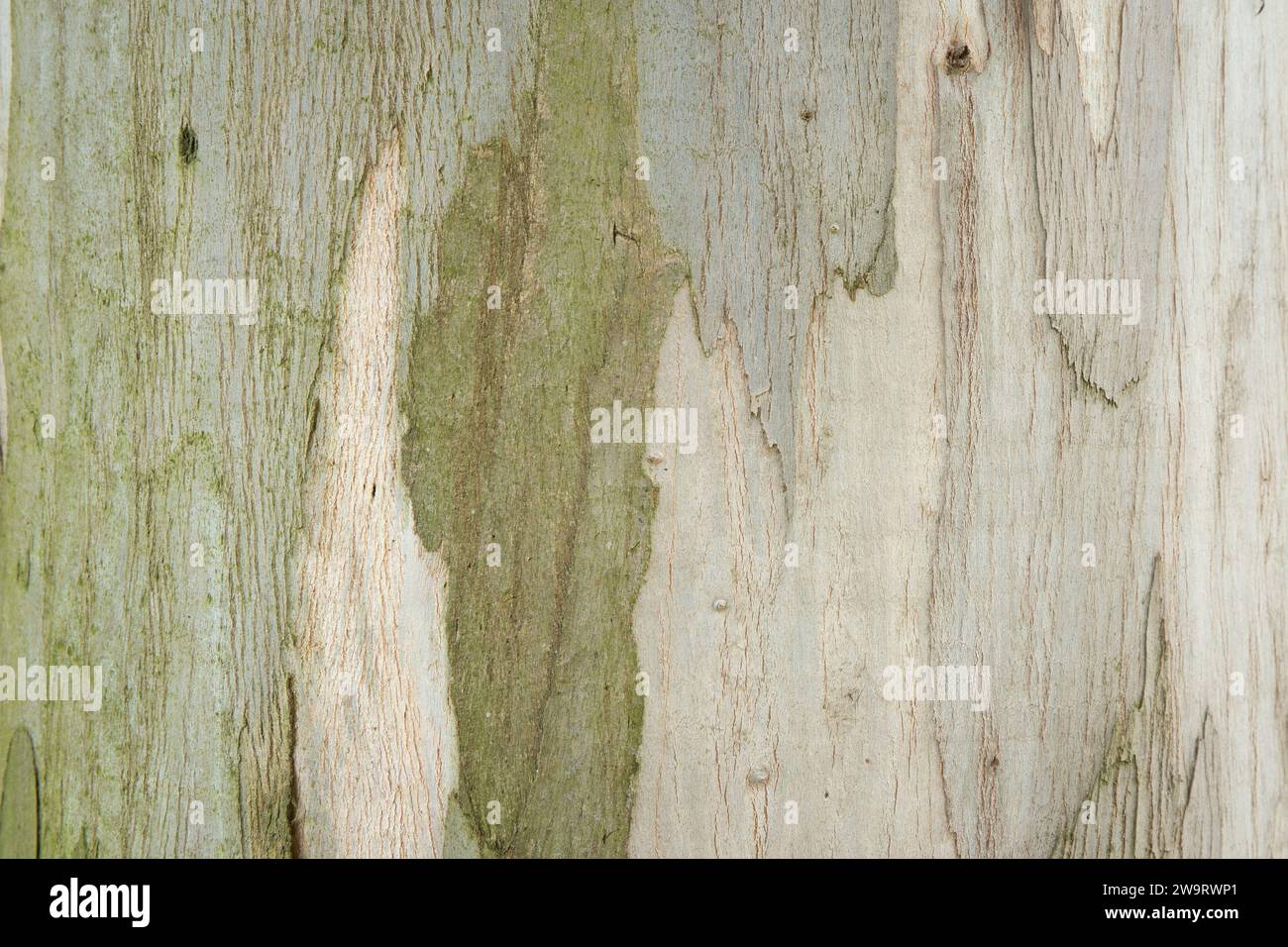 Eucalyptus tree bark Stock Photo - Alamy