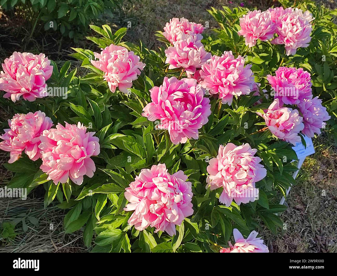 Large big peony flower with large petals of pink crimson red color with ...