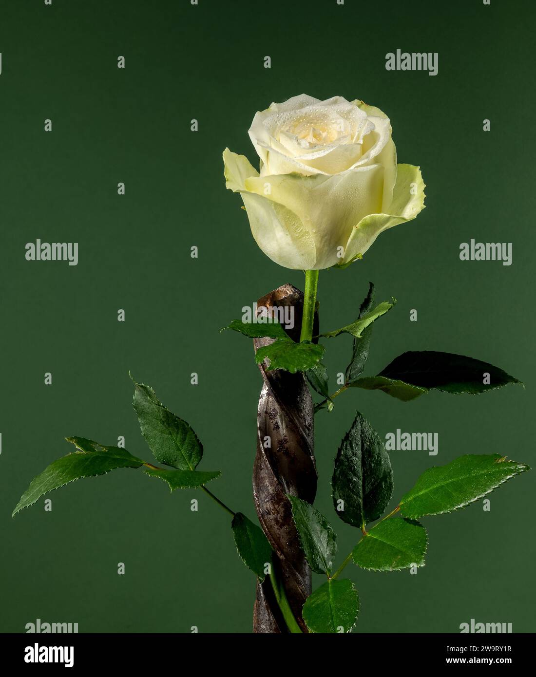 Creative still life with old rusty drill bit and white rose on a green ...