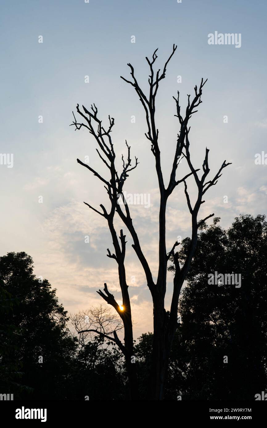 tree background images Stock Photo - Alamy