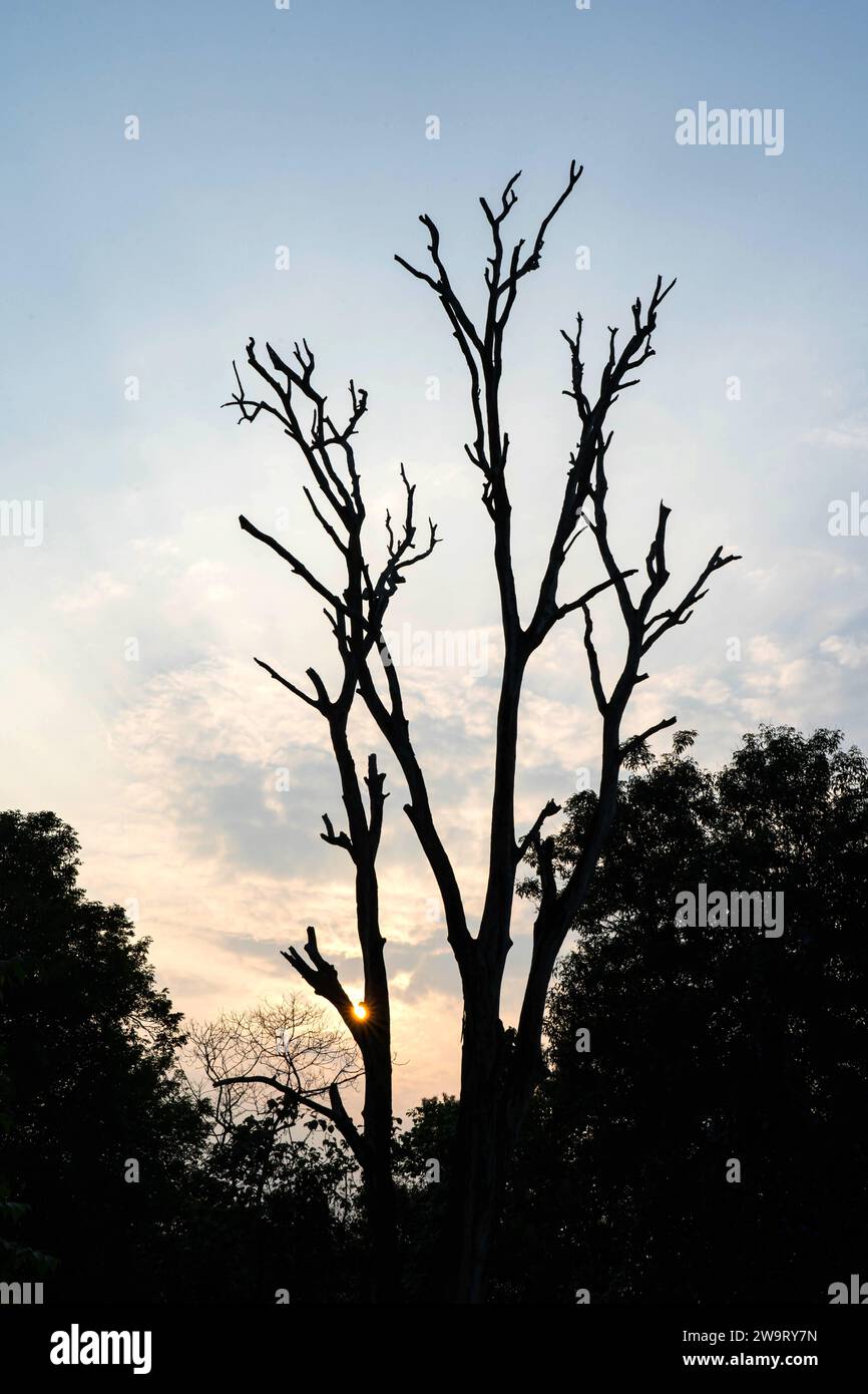 tree background images Stock Photo - Alamy