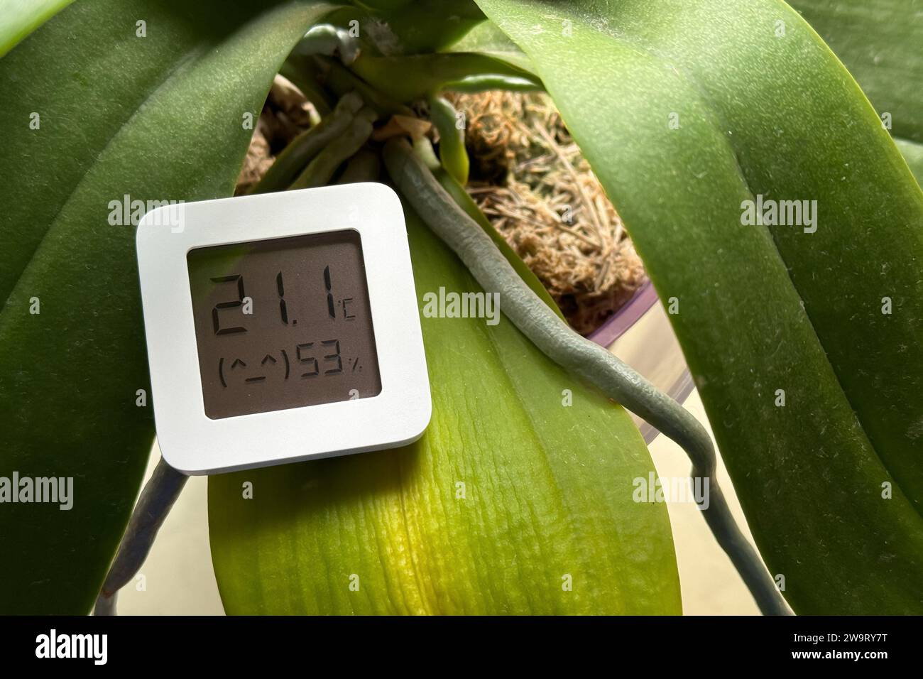 Hygrometer and orchid. The hygrometer displays humidity and temperature ...
