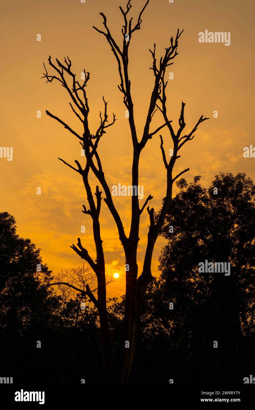 tree background images Stock Photo - Alamy