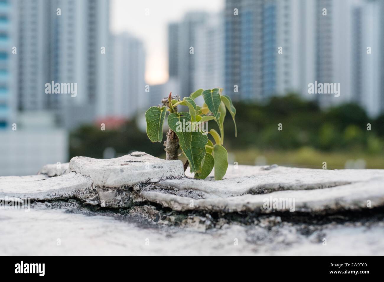 Young Sapling Growing on Concrete Stock Photo - Alamy