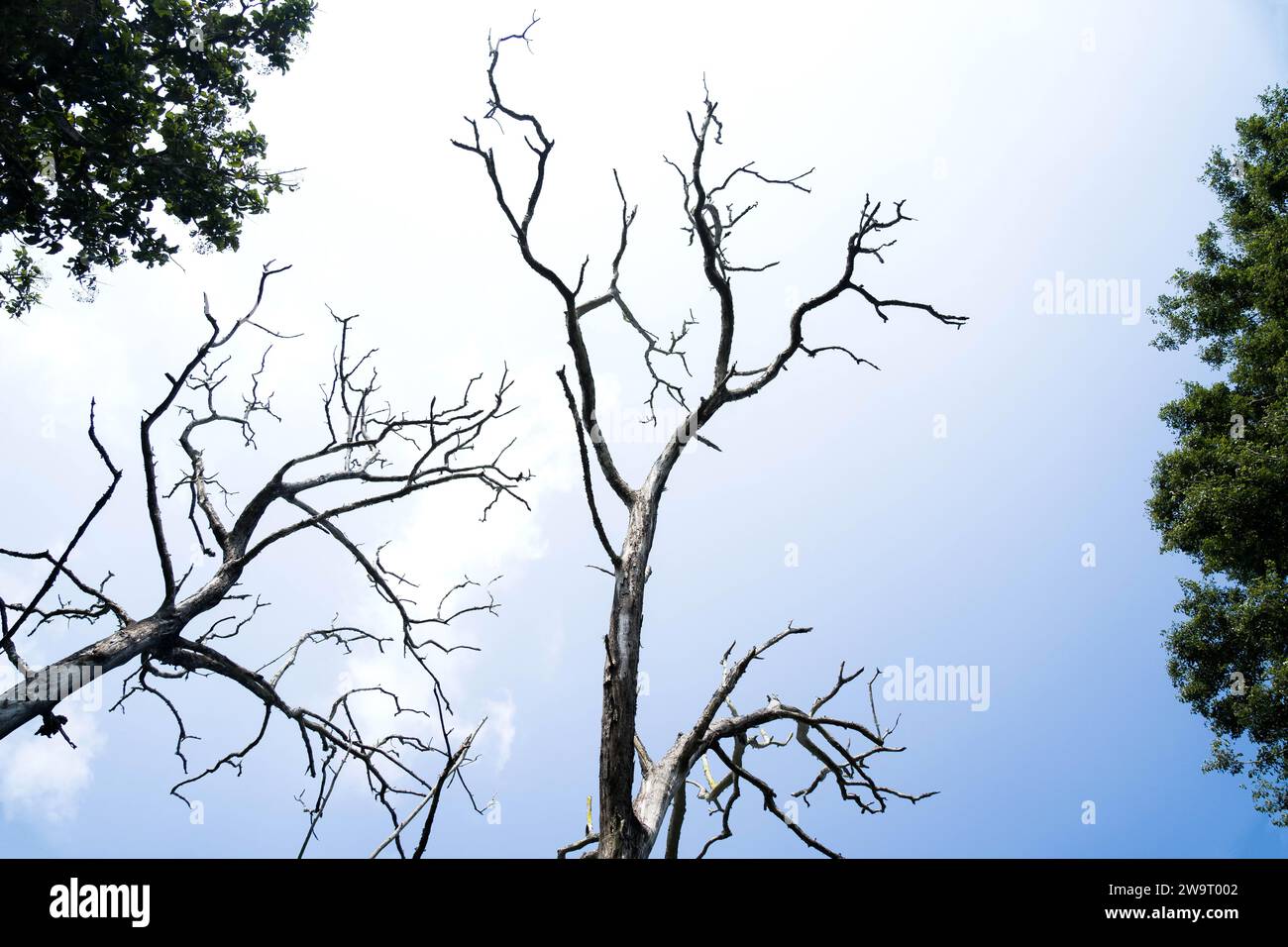 tree background images Stock Photo - Alamy