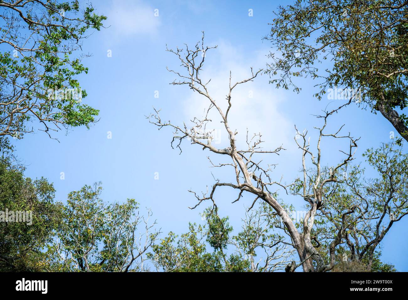 tree background images Stock Photo - Alamy