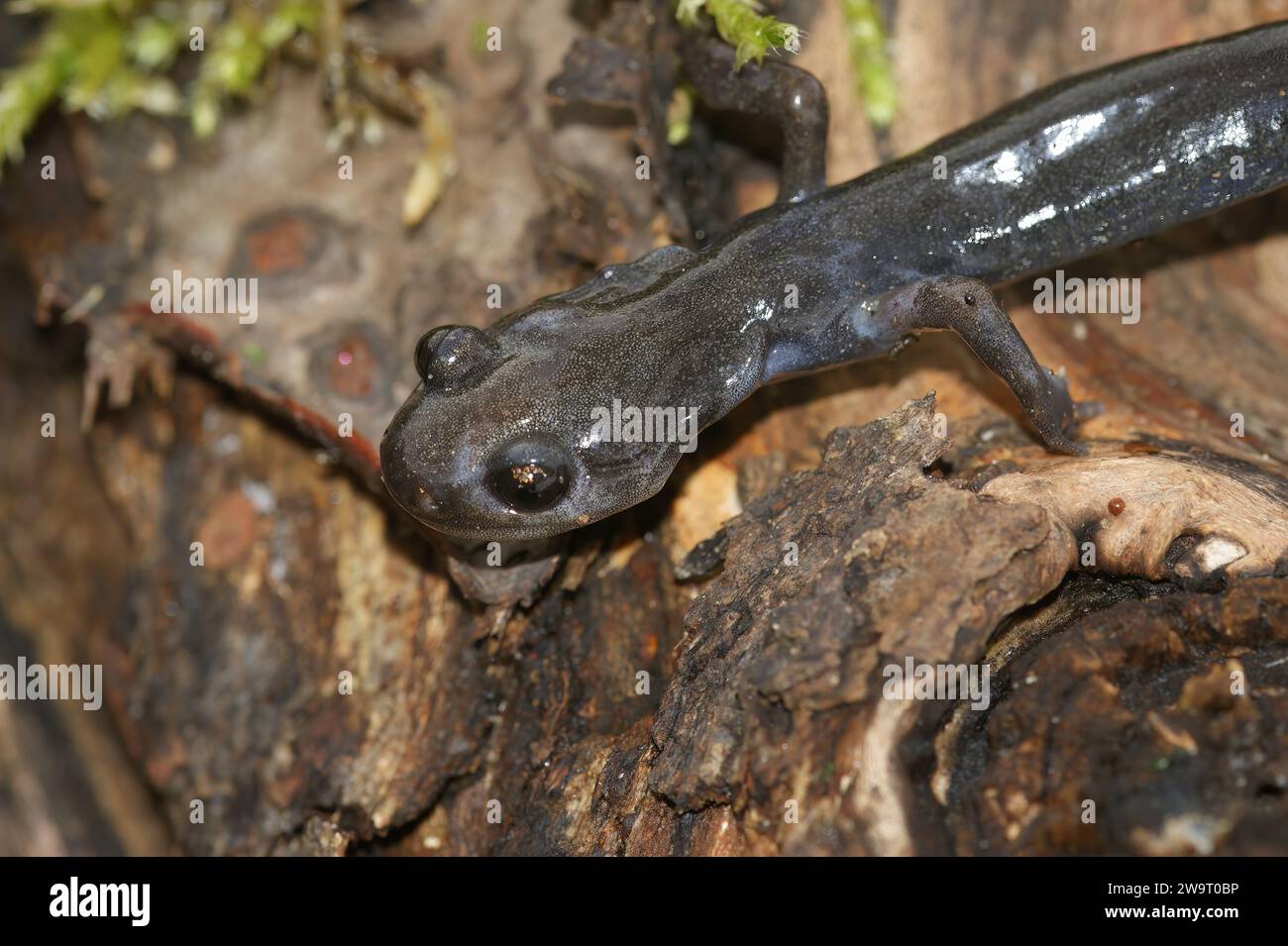 Detailed closeup on a skinny diseased Japanese Hokkaido salamander ...