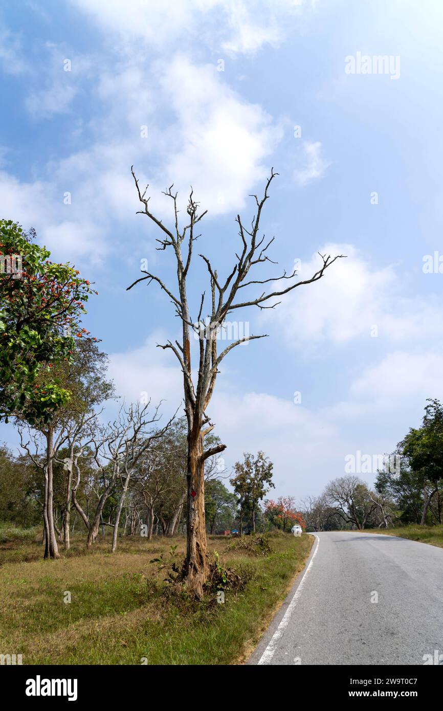 tree background images Stock Photo - Alamy