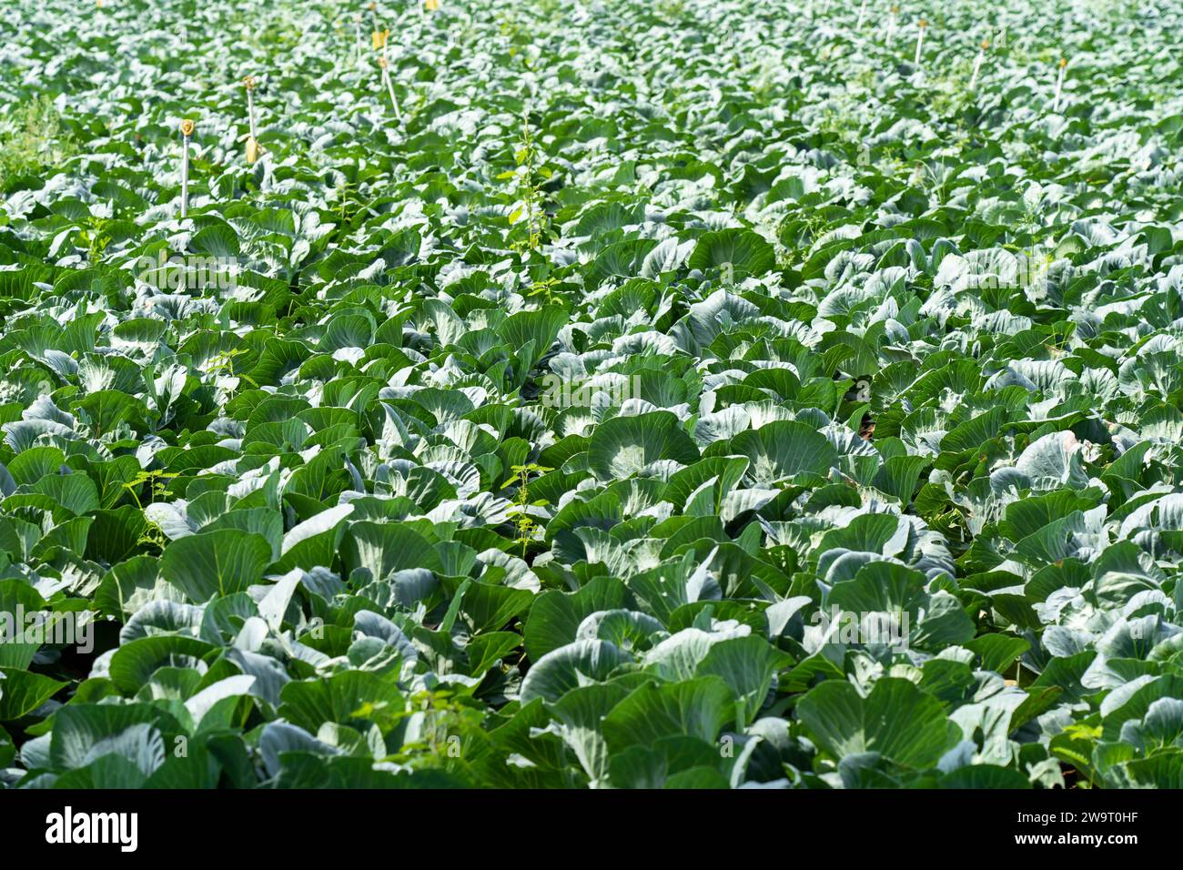 cabbage farming field Stock Photo - Alamy