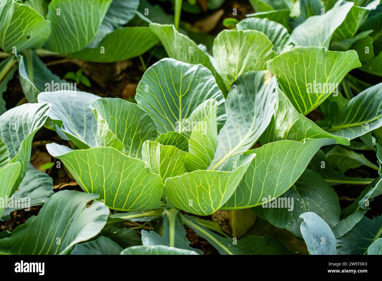 Cabbage farming hi-res stock photography and images - Alamy