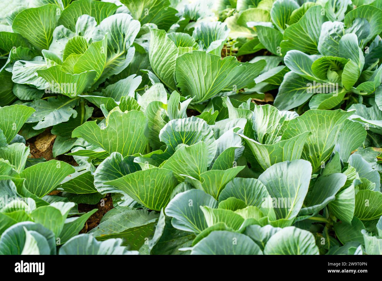 cabbage farming field Stock Photo - Alamy