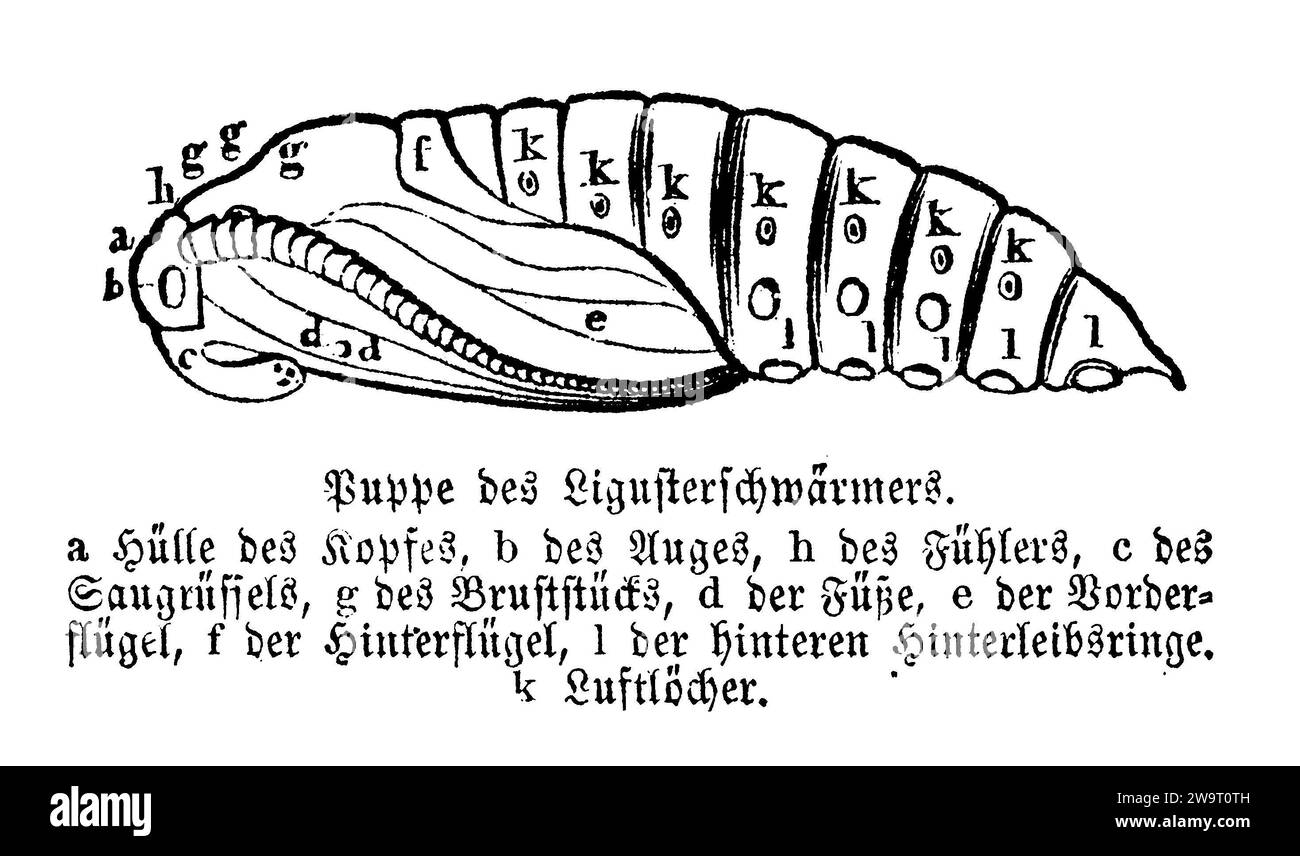 Sphinx moth caterpillar Black and White Stock Photos & Images - Alamy