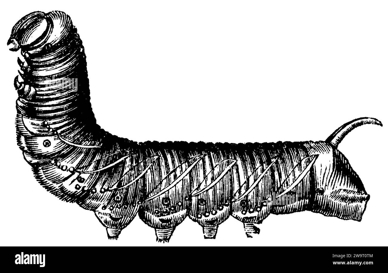 privet hawk-moth, caterpillar, Sphinx ligustri, anonym (biology book ...