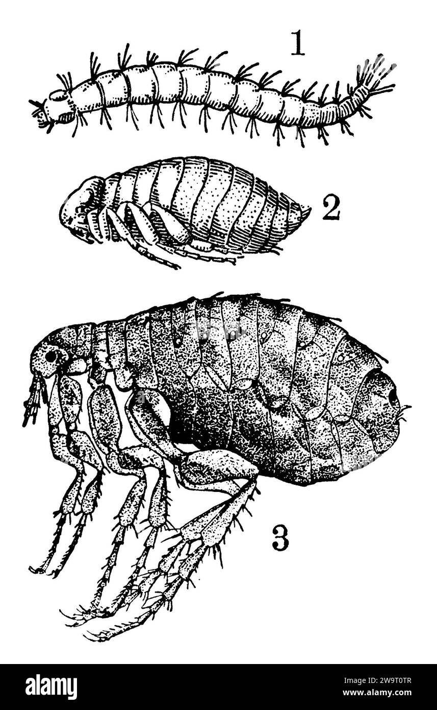 human flea, 1 larva and 2 pupa, 3 mature animal, Pulex irritans, anonym ...