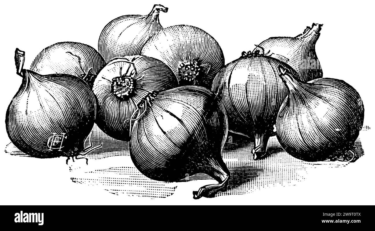 Allium cepa drawing hi-res stock photography and images - Alamy