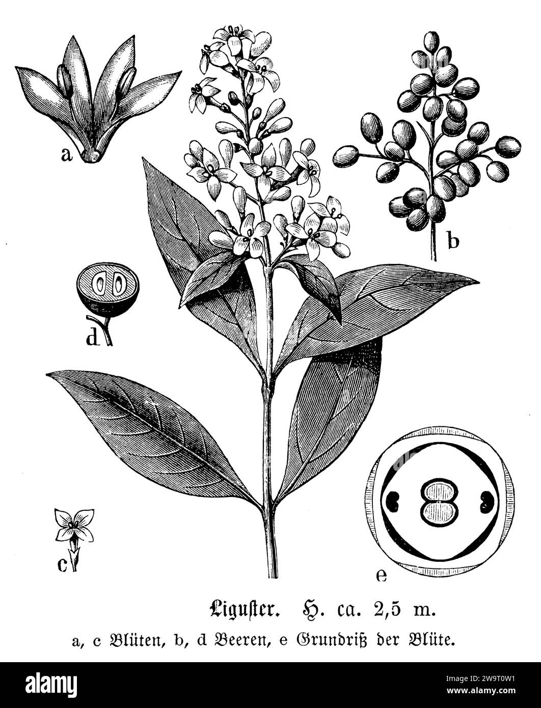 Ligustrum vulgare botanische illustration hi-res stock photography and ...