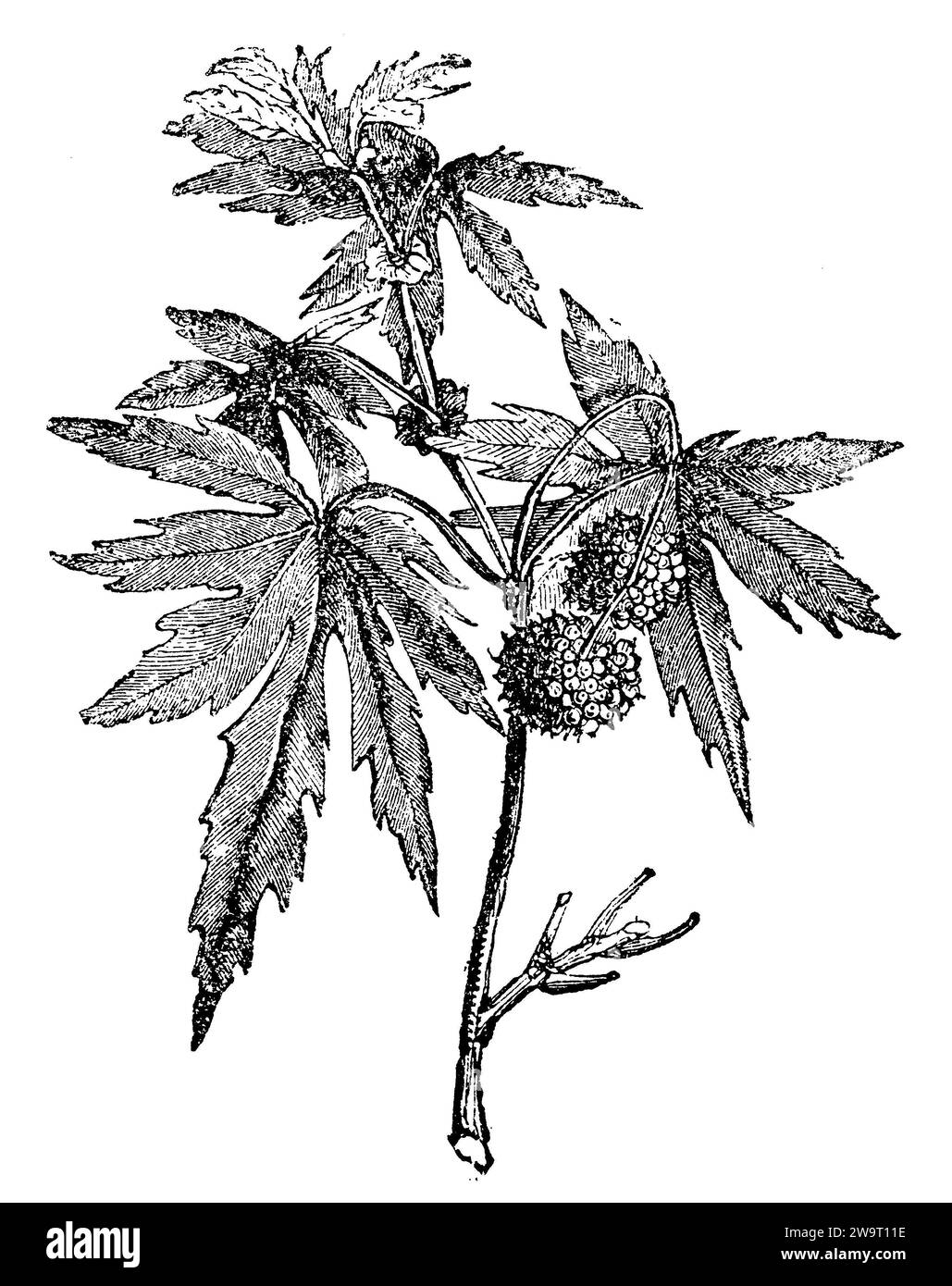 Platanus orientalis, Platanus orientalis, (religion history book, 1885 ...